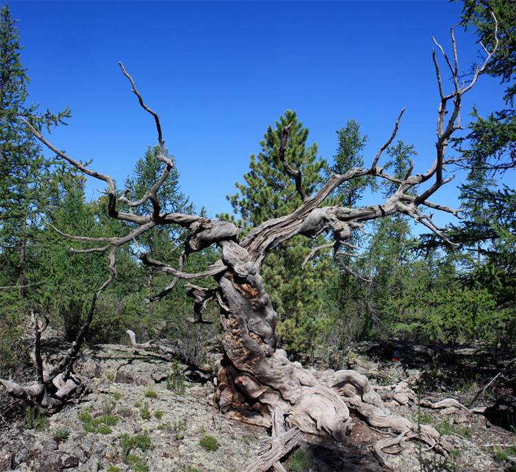 Ancient tree rings suggest good weather helped Genghis Khan build his ...