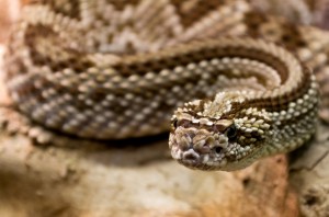 A new approach to death by snake | PBS NewsHour