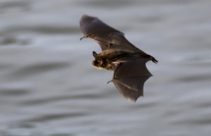 Bats use polarized light to calibrate internal compasses | PBS NewsHour