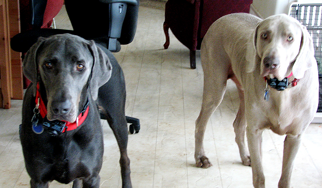 Euthanized pets give one last gift | PBS News