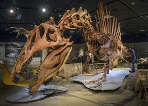 A dinosaur fit for land and water: Spinosaurus unveiled | PBS News Weekend