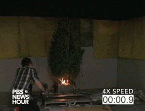 GIF: Christmas tree to blazing inferno in less than a minute | PBS News