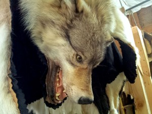 This lab is like CSI … for endangered wildlife | PBS News