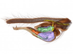 Male spider genitals have some nerve | PBS News