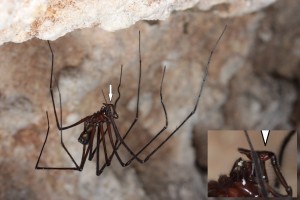 Male spider genitals have some nerve | PBS News