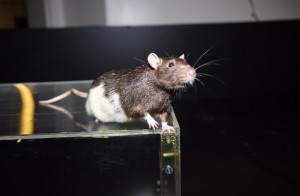 Scientists discover brain cells that specialize in speed | PBS News