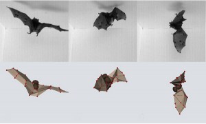 Bats flip like Tony Hawk to land upside down | PBS News