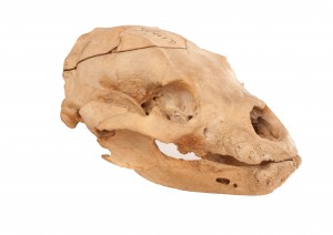 Skull of bear that inspired Winnie-the-Pooh on display in London museum ...