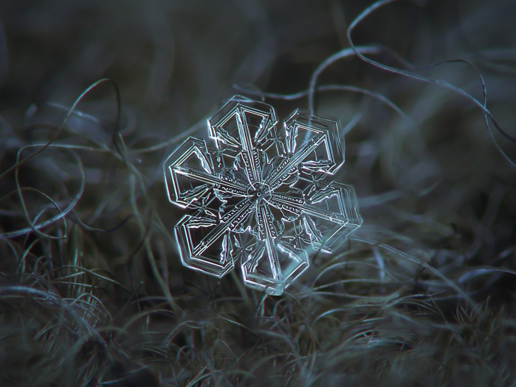 12 stunning snowflake photos you won’t believe were taken by an amateur ...