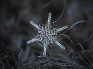 12 stunning snowflake photos you won’t believe were taken by an amateur ...