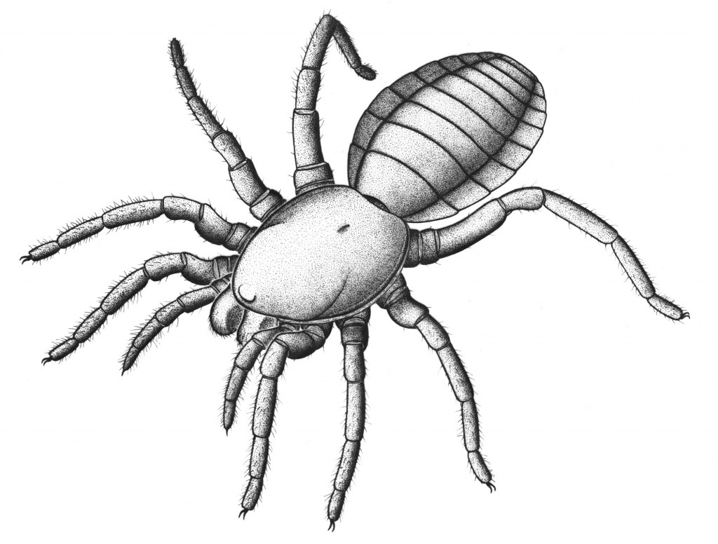 This ancient arachnid ushered in the spider uprising | PBS News