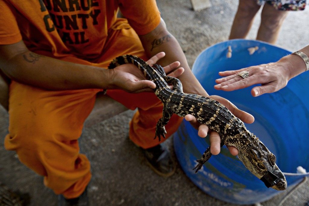 At this Florida jail, the inmates are also zookeepers | PBS News