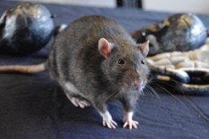 Are NYC rats disease ‘sponges’? Scientists want to track them to find ...