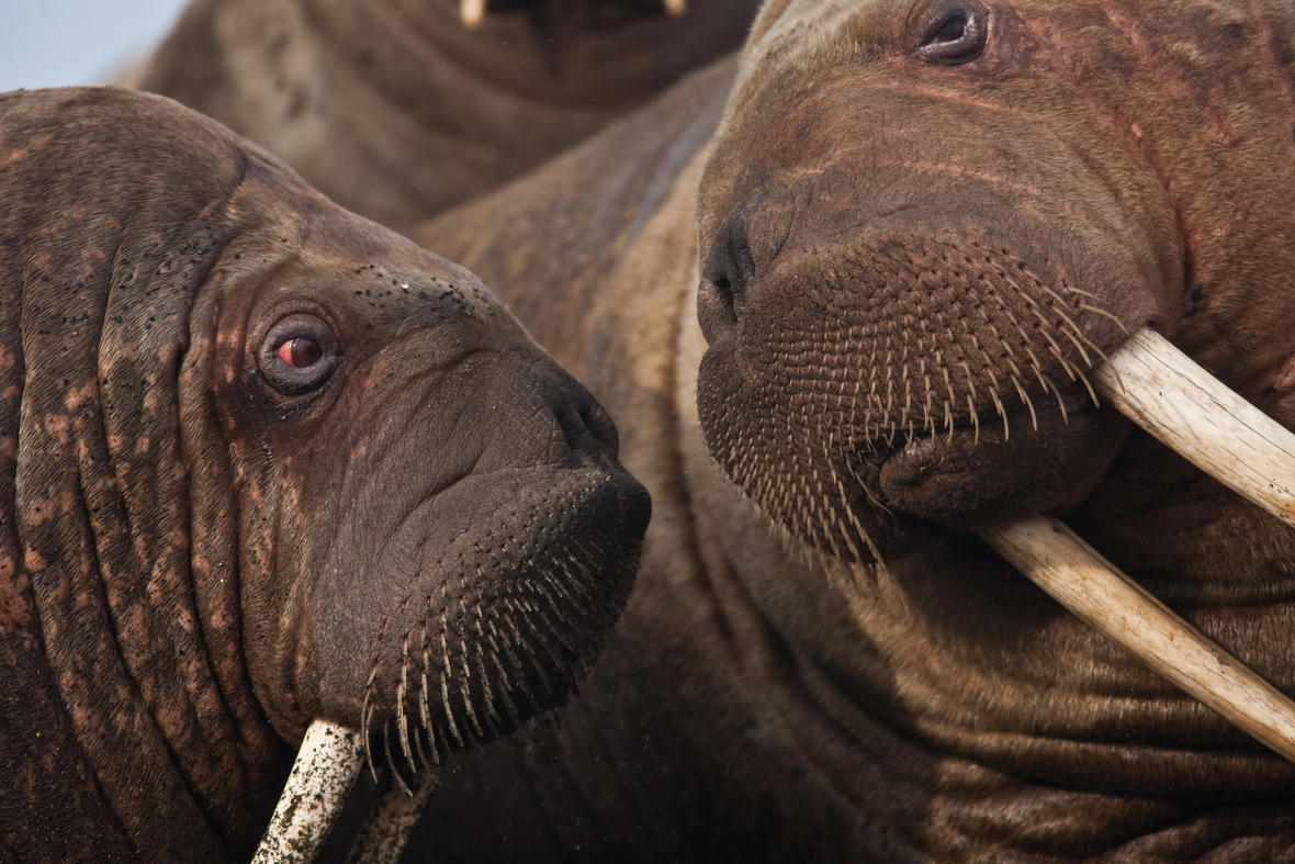 Walrus beaching in Alaska might not be as harmful as it looks. Here’s ...