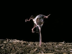 How did vampire bats get a taste for blood? Scientists have drawn the ...