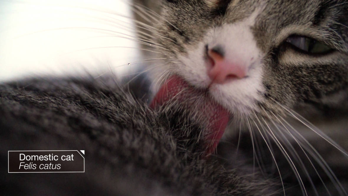 Ever wondered why your cat’s tongue feels like sandpaper? | PBS News