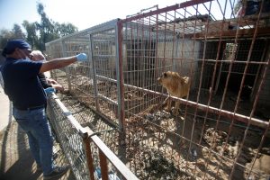 Photos: Vets race to save the last two animals in the Mosul zoo | PBS News