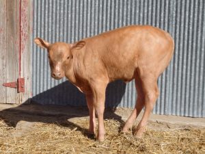 Want healthier farm animals? Look to the mutants | PBS News