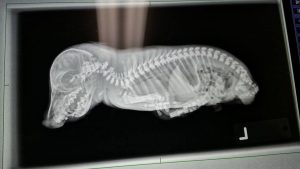 Want healthier farm animals? Look to the mutants | PBS News