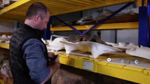 Thar she grows! How whales got so big | PBS News