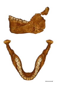 Ancient fossils from Morocco mess up modern human origins | PBS News