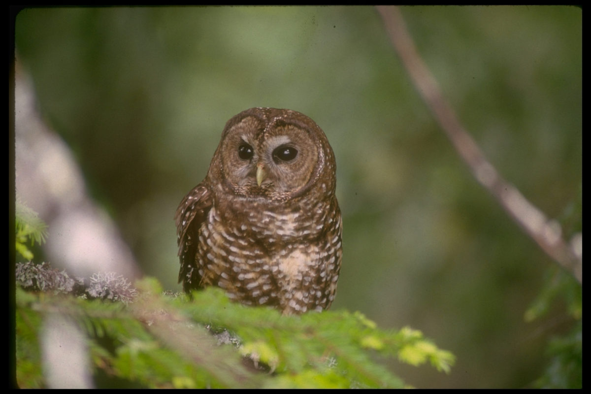 Conservationists sue to save spotted owl logging protections | PBS News