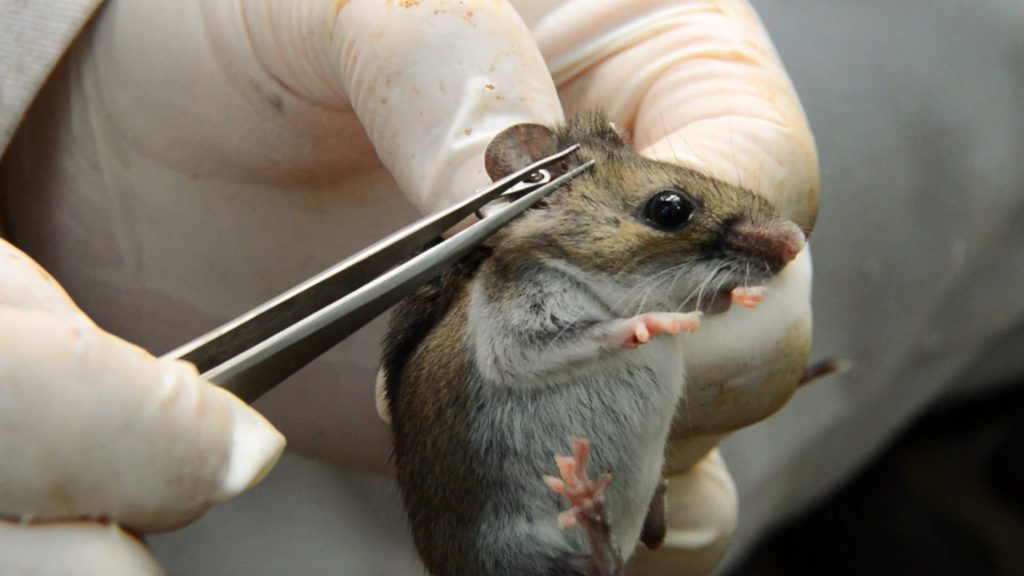 4 things you should know about ticks and Lyme disease this summer | PBS ...