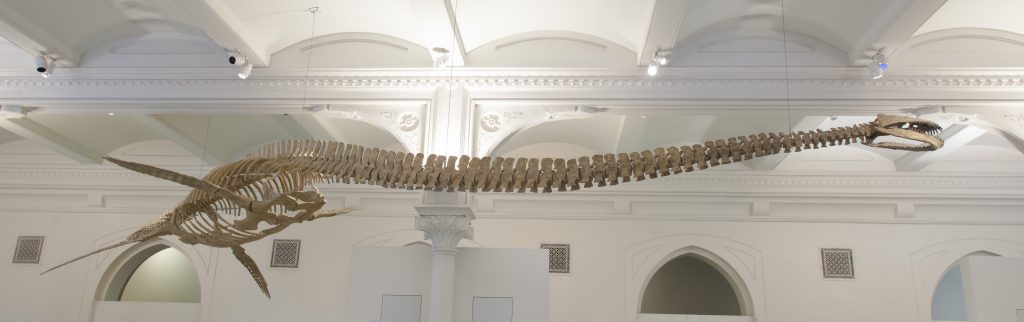 The odd swimming style of plesiosaurs decoded by a robot | PBS News