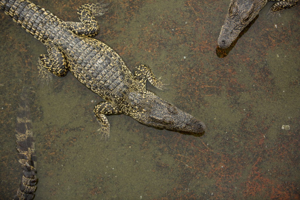 Why Cuba is home to a bounty of rare species | PBS News