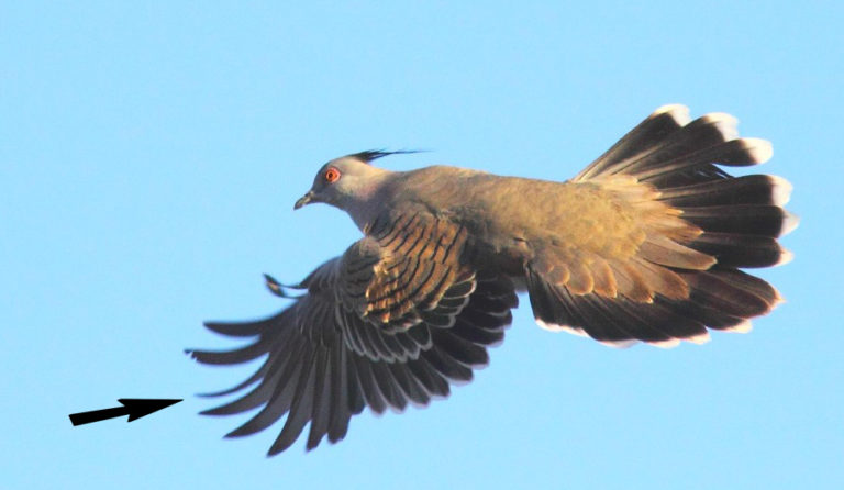 When scared, the crested pigeon screams with its flapping feathers ...
