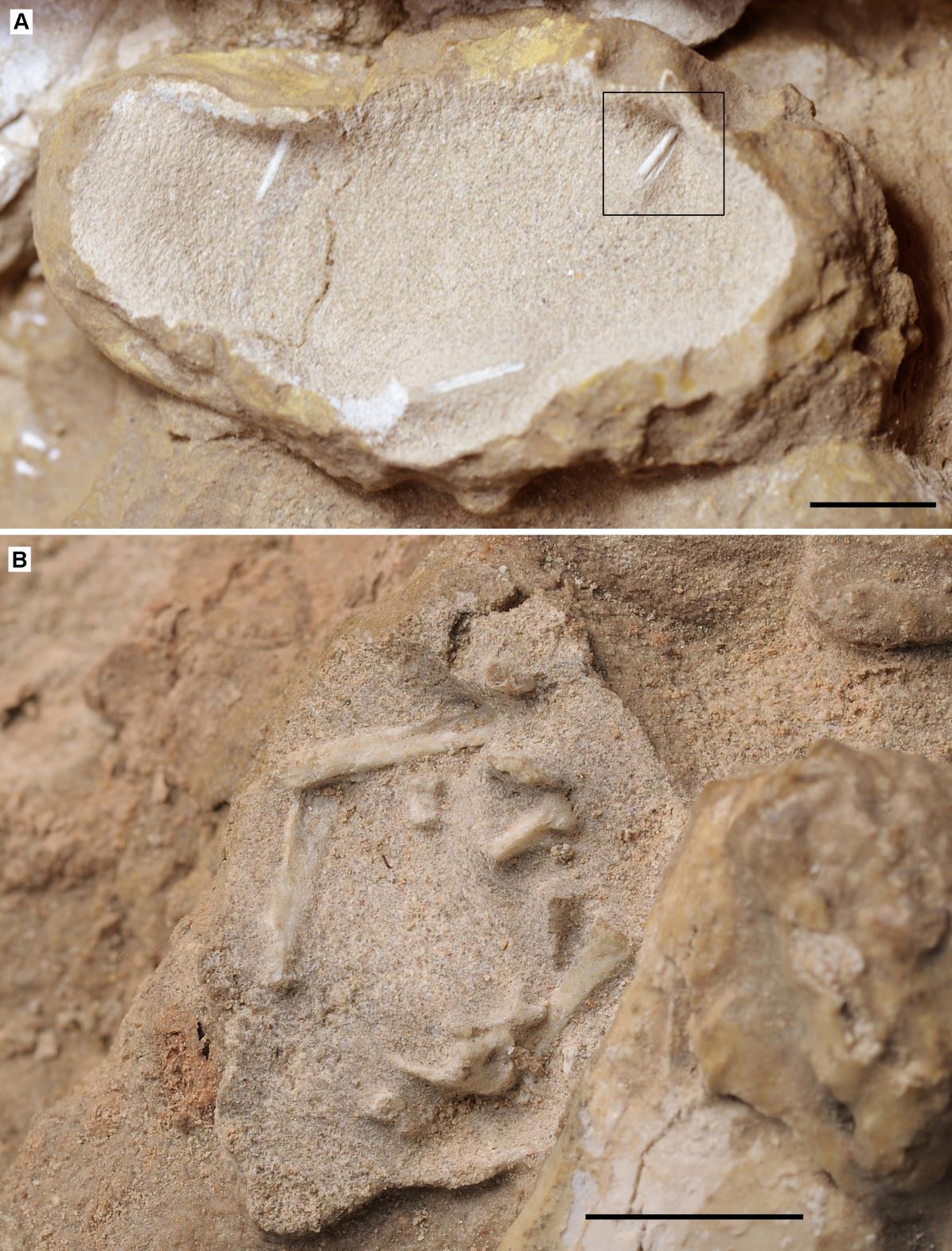 These flying prehistoric reptiles had needy babies, rare batch of eggs ...