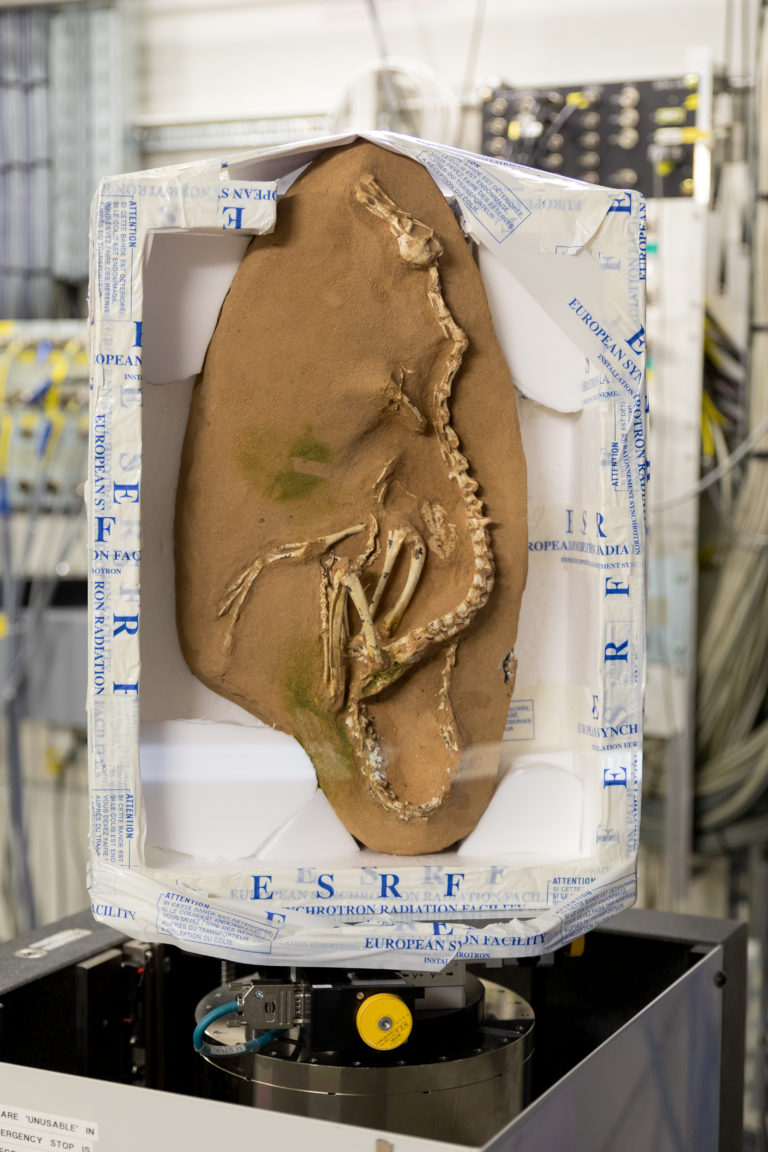 Duck-like dinosaur fossil, plucked from black market, makes debut | PBS ...