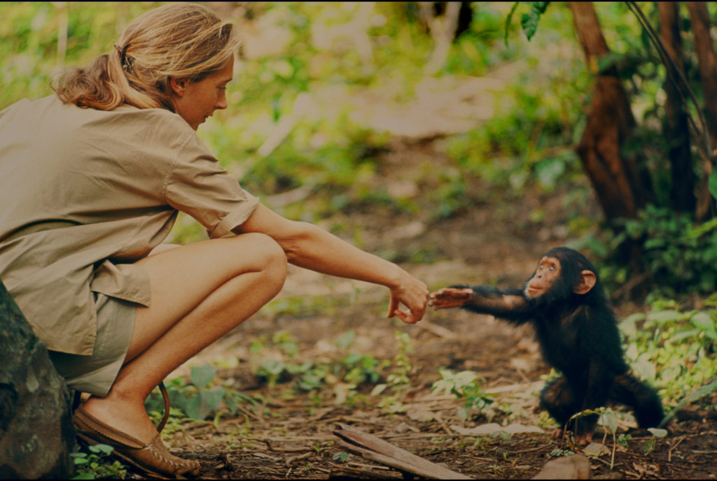Documentary gives new glimpse at Jane Goodall’s early research | PBS ...