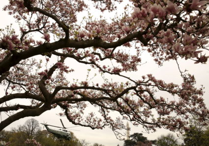 White House plans to chop portion of historic but ailing Jackson ...