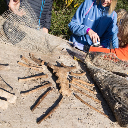 Finding a complete dolphin skeleton to study isn’t easy, unless you ...