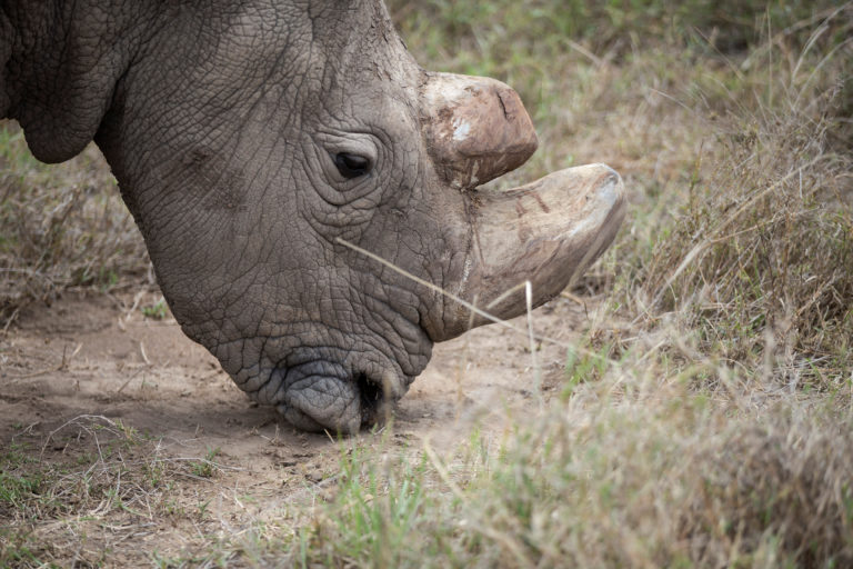 Sudan, last male northern white rhino on Earth, dies | PBS News