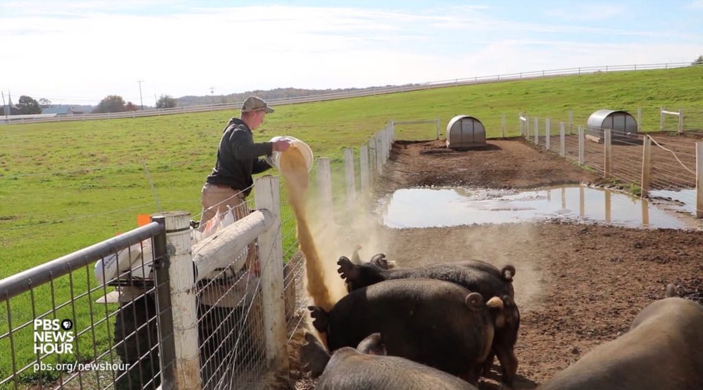 Meet a teen farmer earning profits from pasture-raised pigs | PBS News