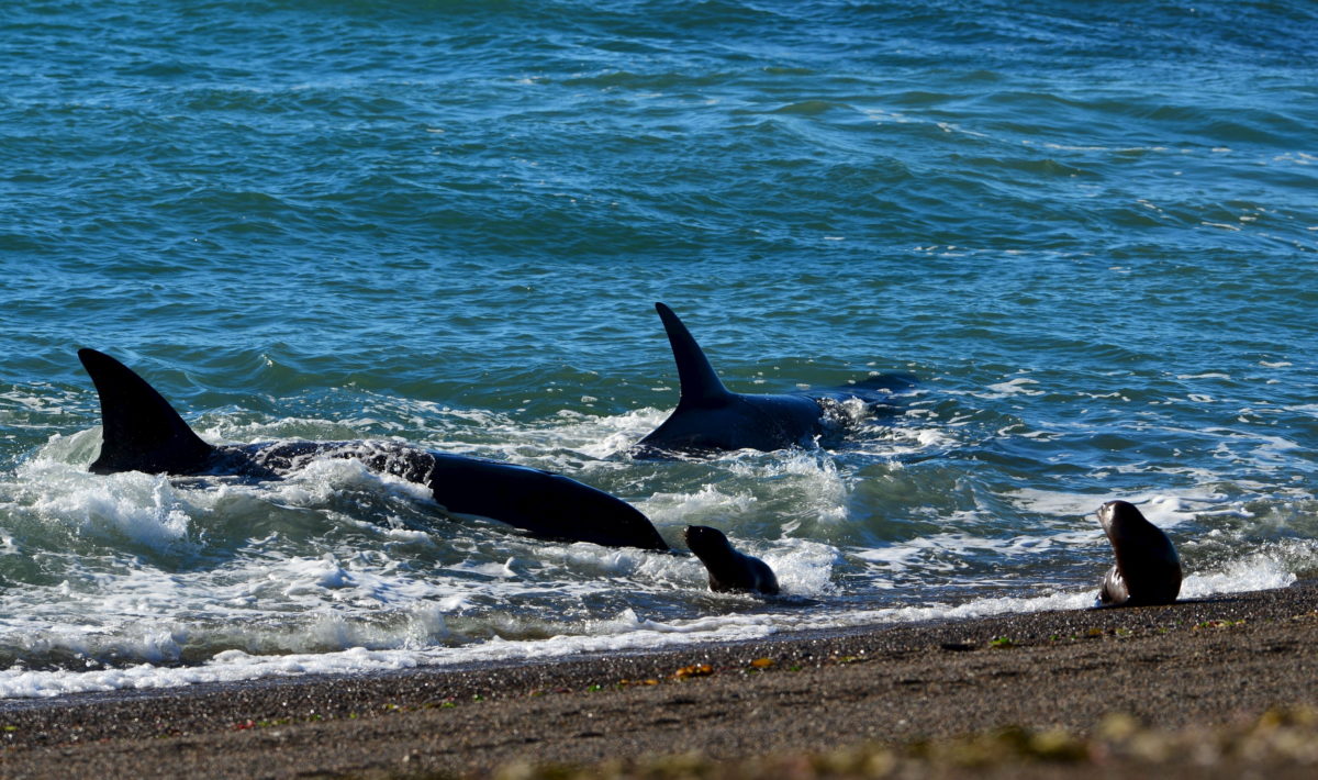What the grieving mother orca tells us about how animals experience ...