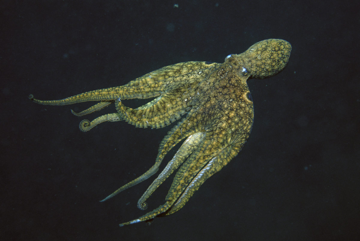 Scientists gave octopuses some molly. Here’s what happened. | PBS News