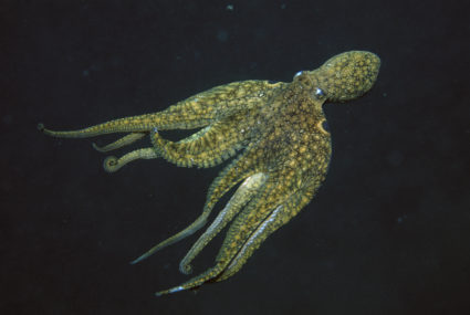 Scientists gave octopuses some molly. Here’s what happened. | PBS News