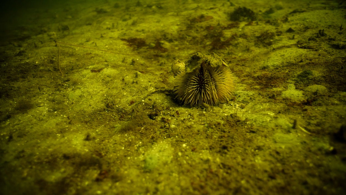 Why red tide isn’t red and other myths about algae blooms | PBS News