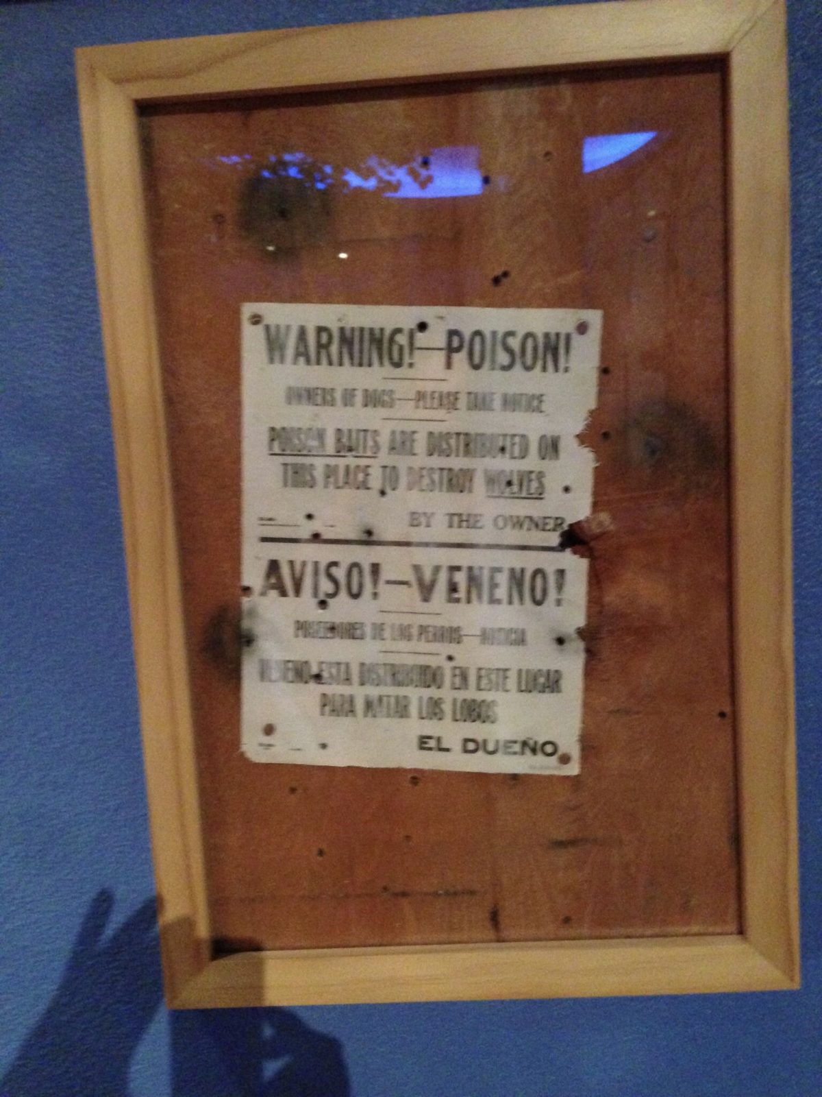 PHOTOS: Meet the wolves and humans who inspired ‘American Wolf’ | PBS News