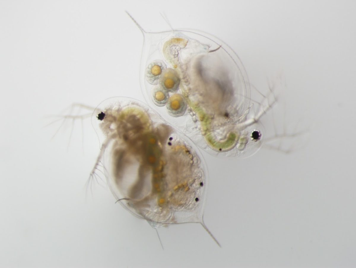 How these water fleas could save your water quality — and your life ...