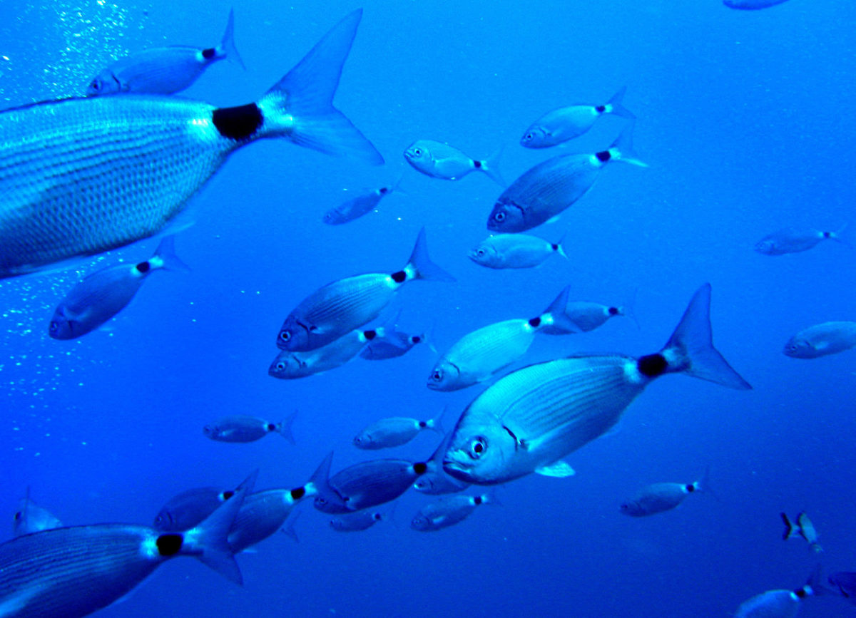 Fish more vulnerable to warming water than first thought | PBS News