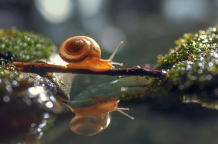 How a snail’s shell gets its twist | PBS News