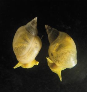 How a snail’s shell gets its twist | PBS News