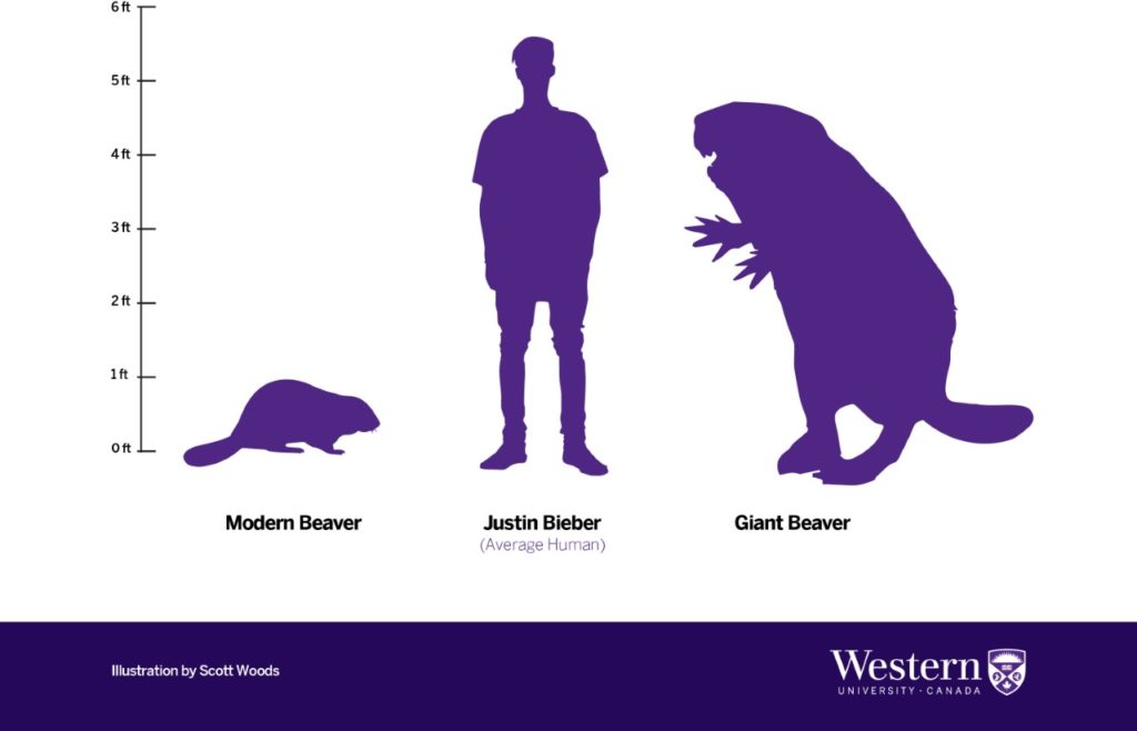 Why giant human-sized beavers died out 10,000 years ago | PBS News