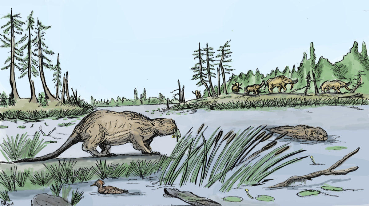 Why giant human-sized beavers died out 10,000 years ago | PBS News