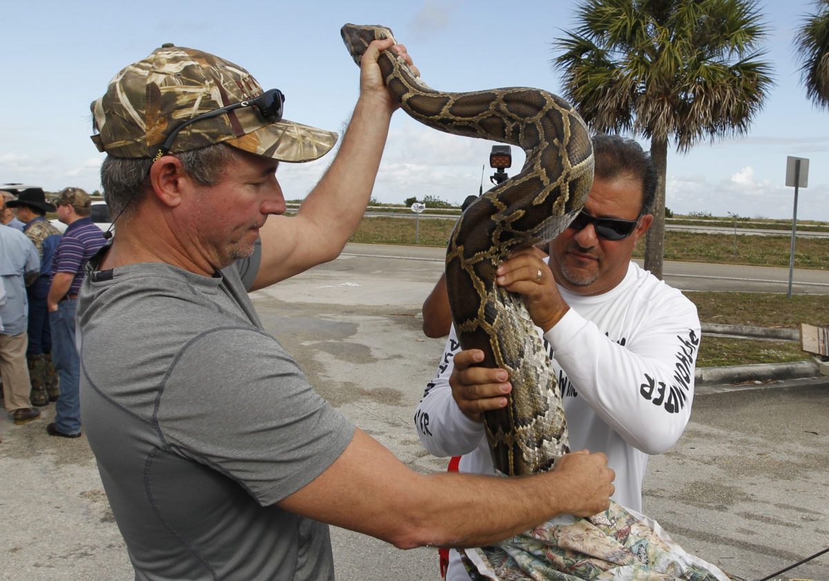 Invasive animals pose ‘deep and immediate threat’ to U.S. national ...