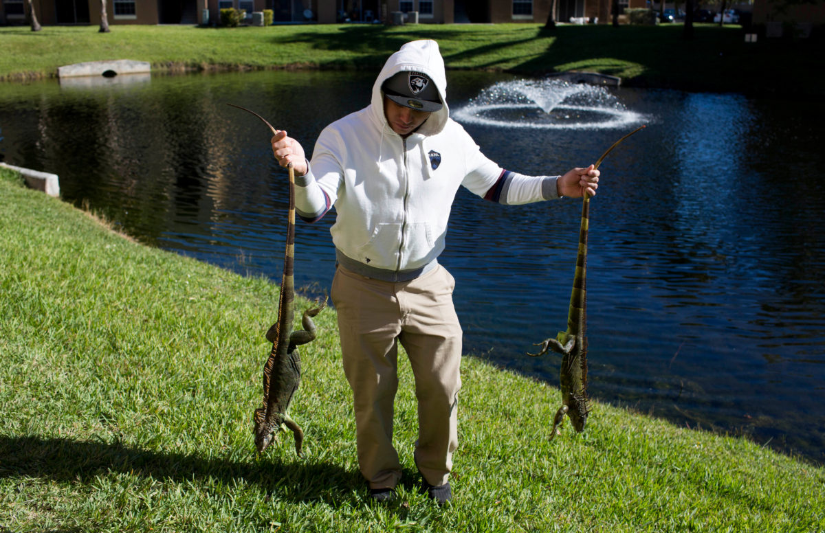 Cold-stunned iguanas forecast to fall from Florida trees | PBS NewsHour